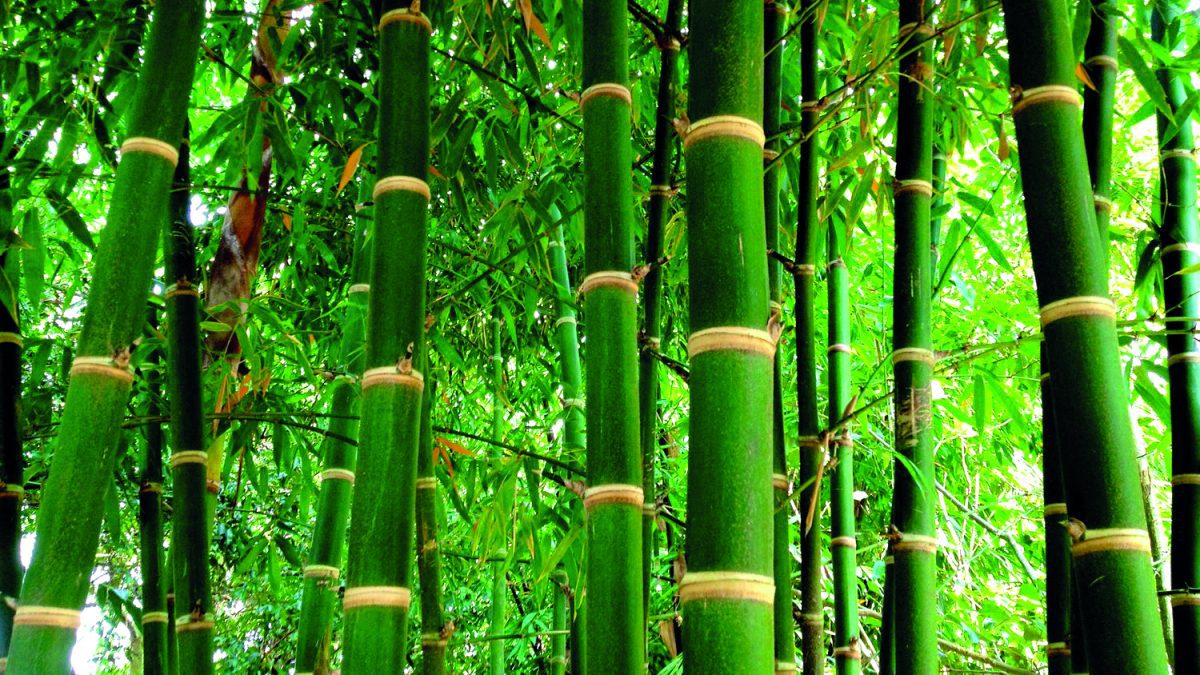 The Legacy of Sangamagrama Madhava and Kerala School of Astronomy and ...