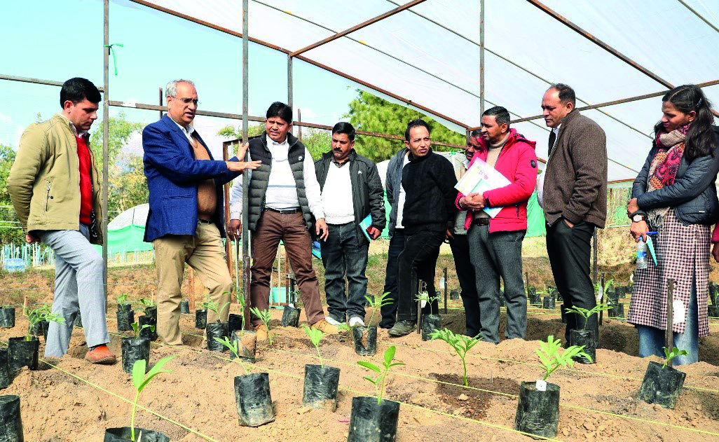 Indian Agriculture Set for ‘Hing Revolution’ – ScienceIndiamag