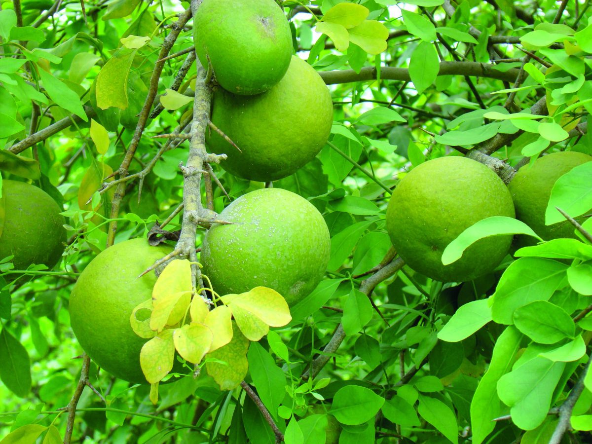 The Holy Fruit with Great Medicinal Value – ScienceIndiamag