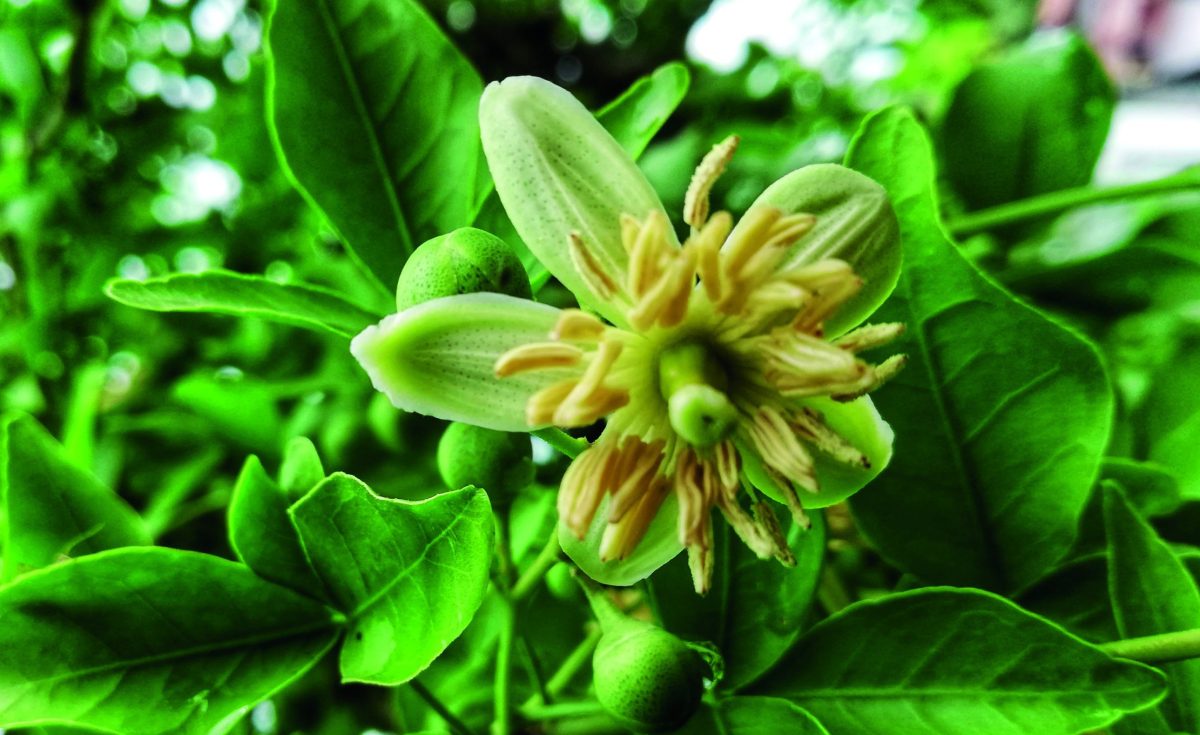 The Holy Fruit with Great Medicinal Value – ScienceIndiamag